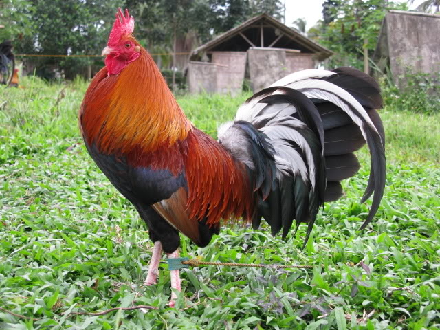 Albany Rooster | Blackwater Gamefarm