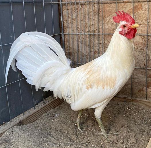 White Claret Gamefowl | Blackwater Gamefarm