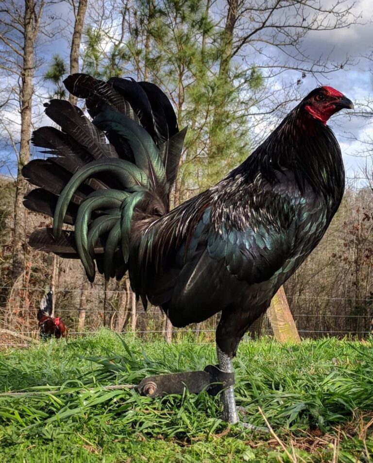 Black Gamefowl | Blackwater Gamefarm