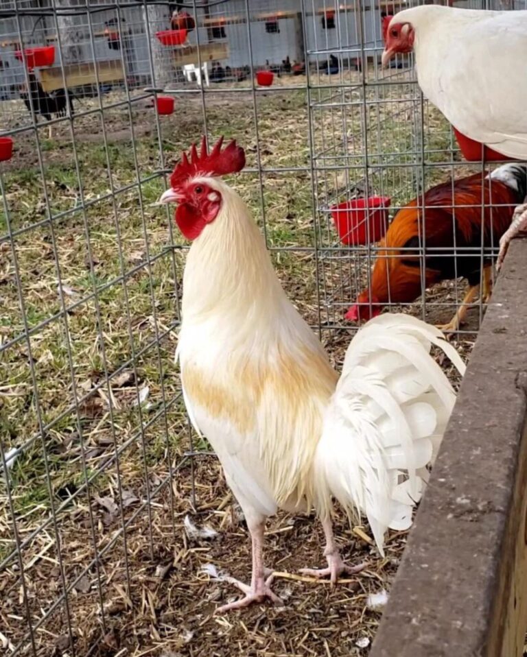 White Claret Gamefowl | Blackwater Gamefarm