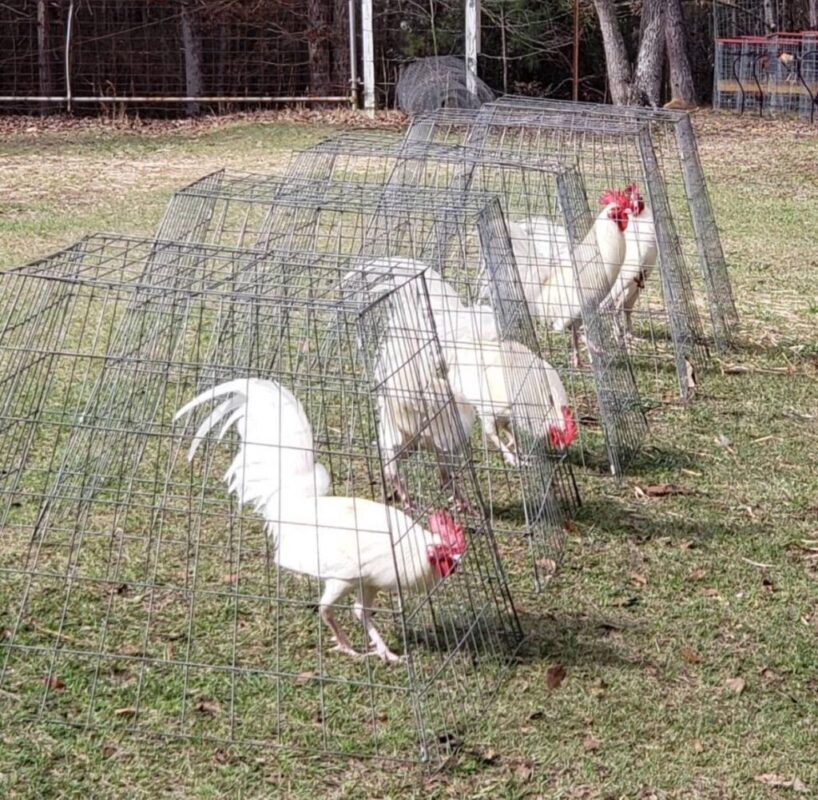 White Claret Gamefowl | Blackwater Gamefarm