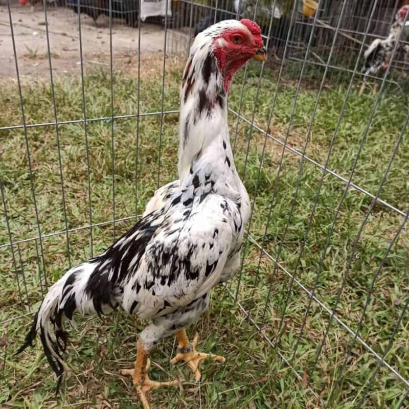 Shamo Roosters | Blackwater Gamefarm