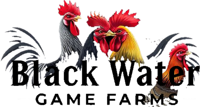 Pure Kelso Hen | Blackwater Gamefarm